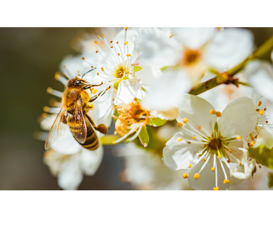 How to Protect Pollinators and Support Biodiversity