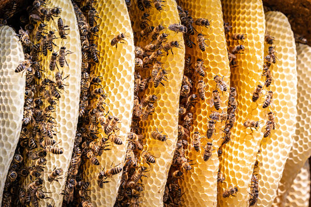 Discover Apitherapy’s Holistic Healing with Honeybee Products